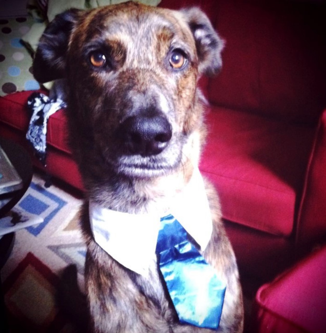 DIY Your Pet's Costume at Goodwill - Goodwill Industries International